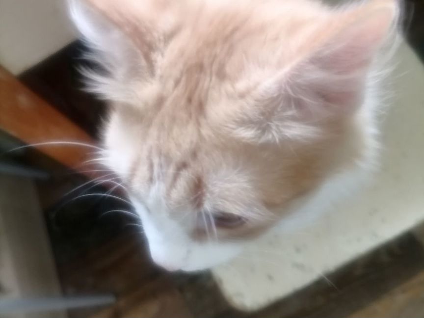 Отдам в добрые руки в частный дом