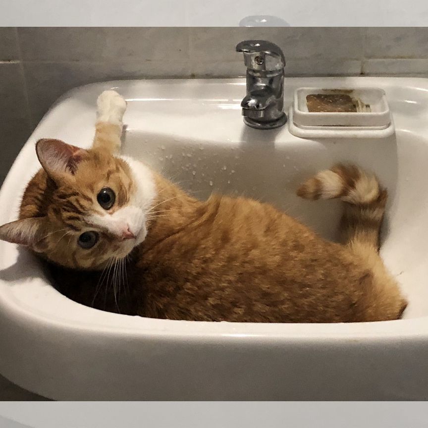 Кот Персик
