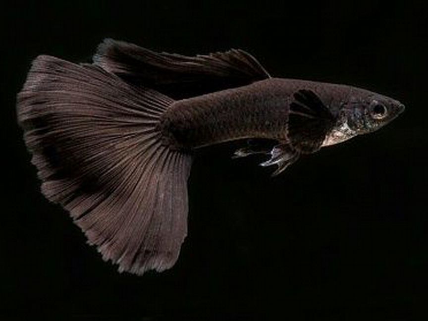 Гуппи Черный монах, самец