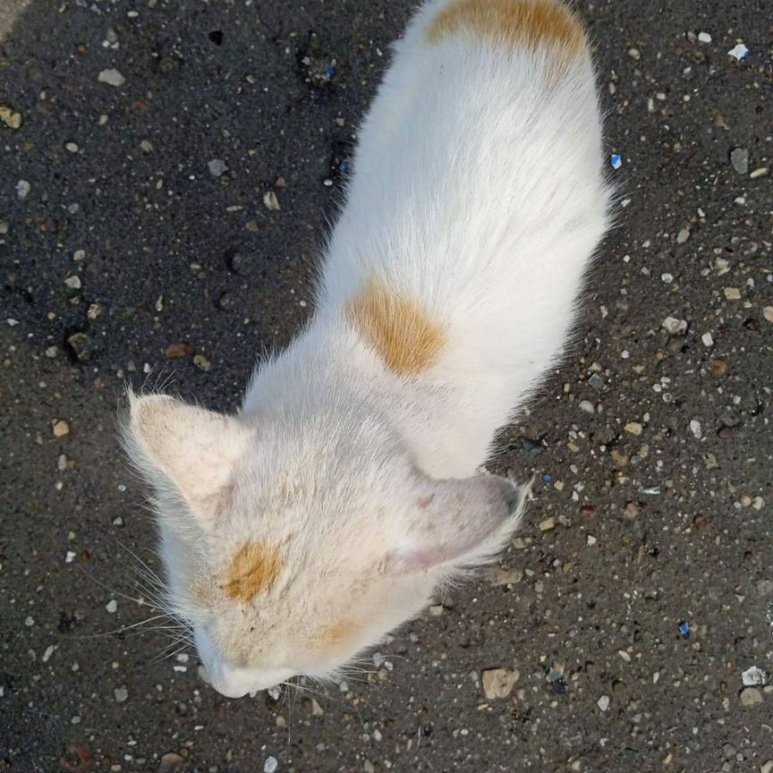 Котик в добрые руки