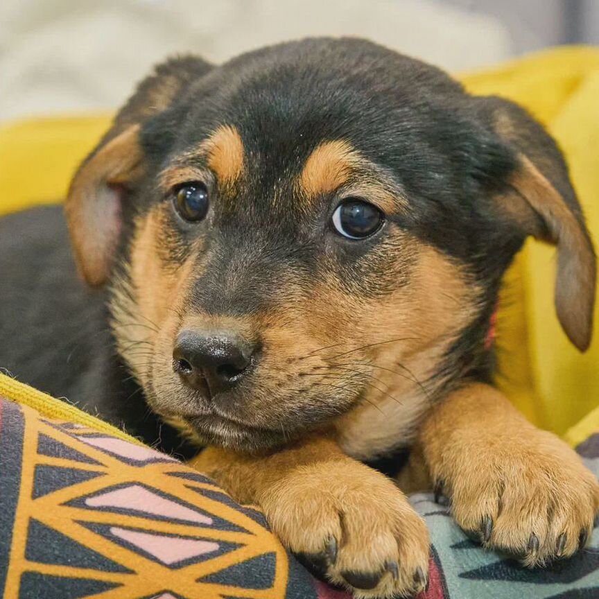 Щенок в добрые руки