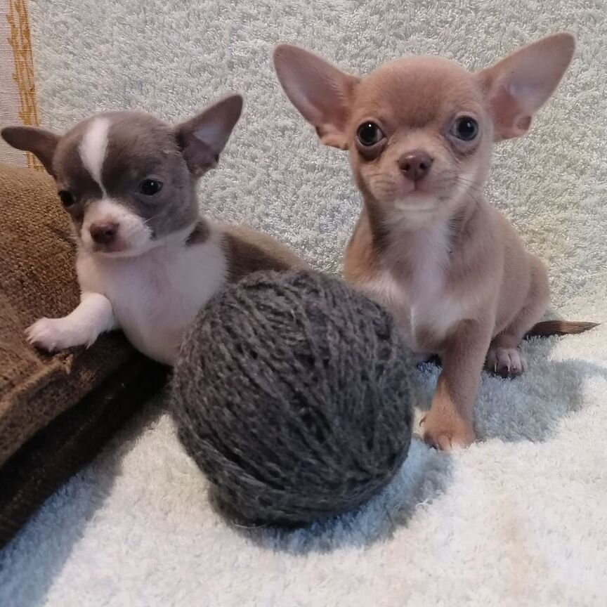 Чихуахуа, щенок