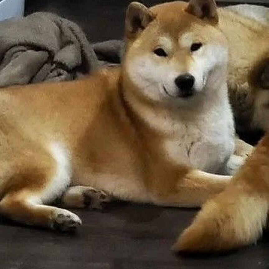 Сиба ину