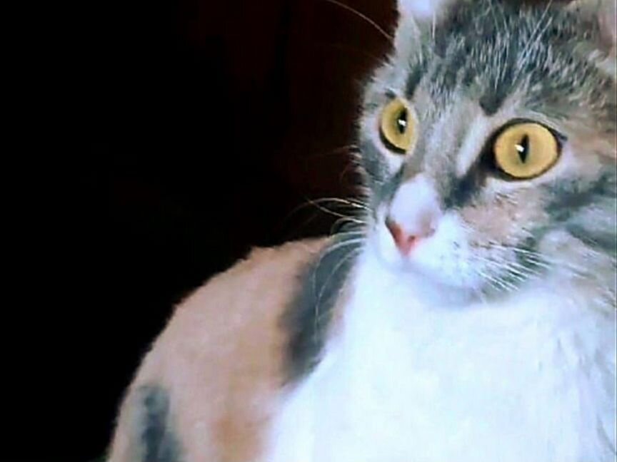 Отдам кошку в добрые руки.Бедняшку бросили