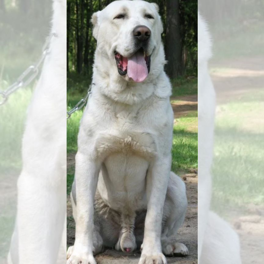 Среднеазиатская овчарка, взрослый пёс