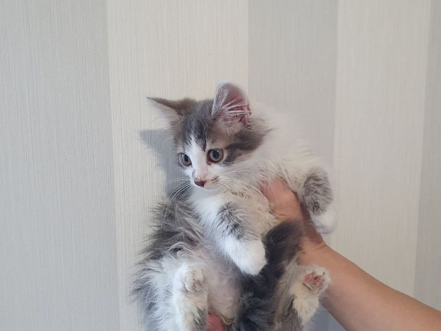 Котенок мальчик 2,5 мсяца