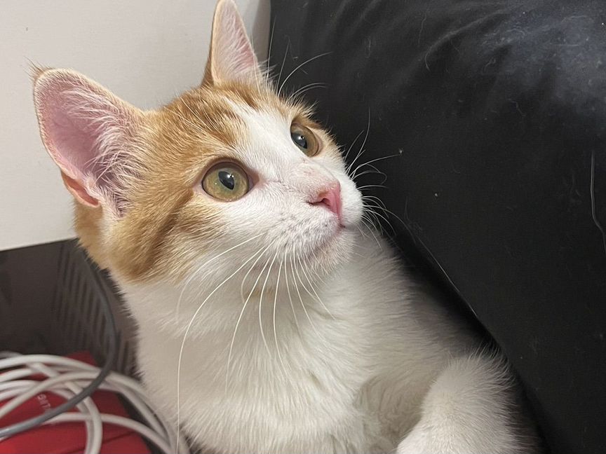 Котенок с вознаграждением