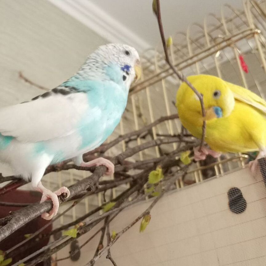 Волнистый попугай пара