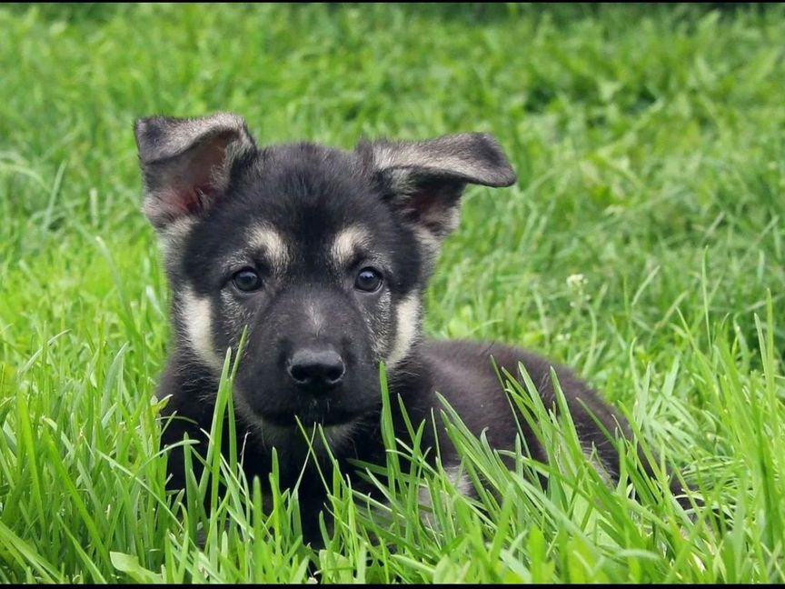 Восточноевропейская овчарка