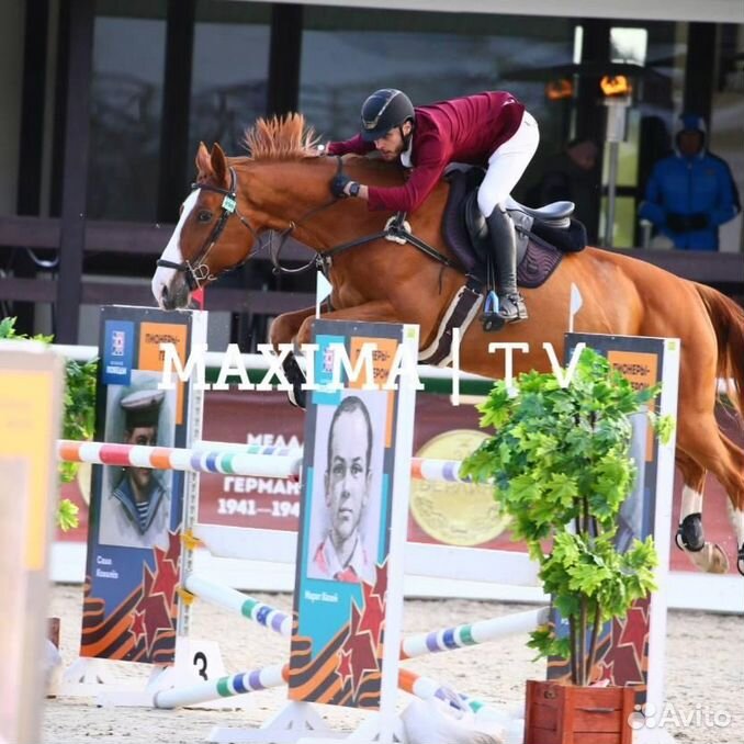 Ганноверский мерин 2011 г.р