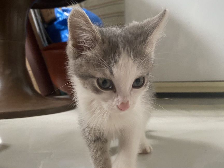 Котята от мышеловки и британца