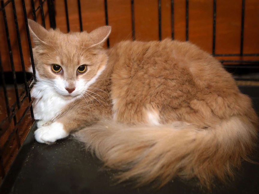 Рыжий котик молодой из приюта,рыжик из приюта