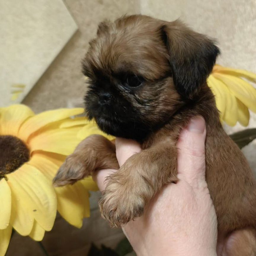 Брюссельский гриффон, щенок