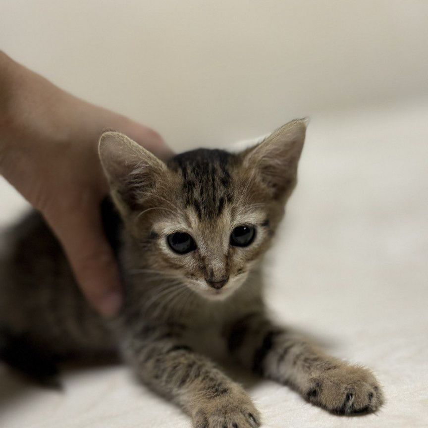 Отдам котенка в добрые руки мальчика