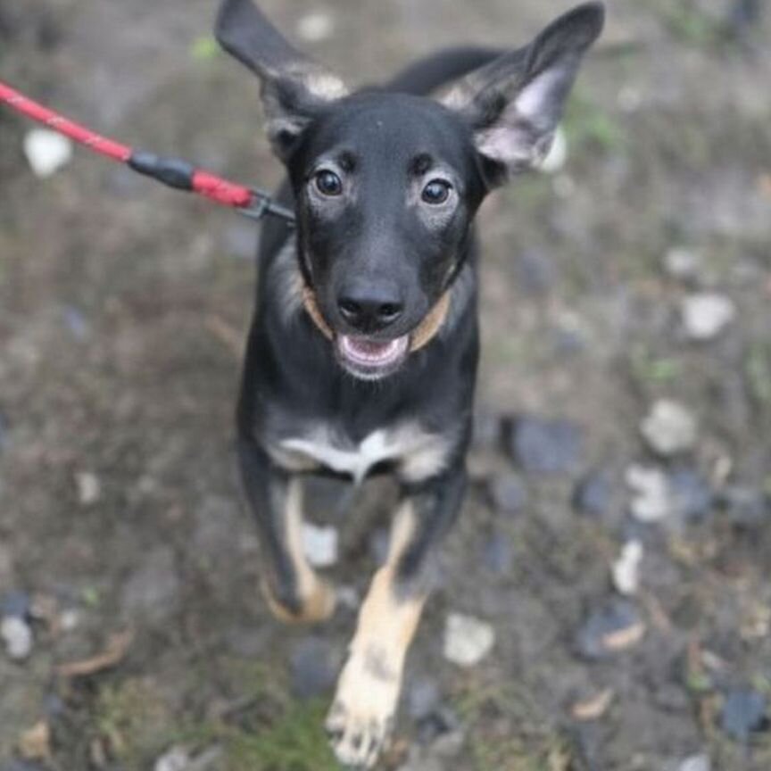 Щенок в добрые руки