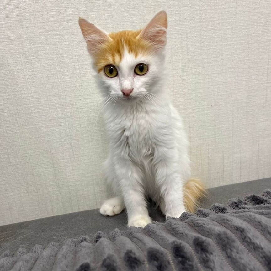 Котенок классный привитый мальчик