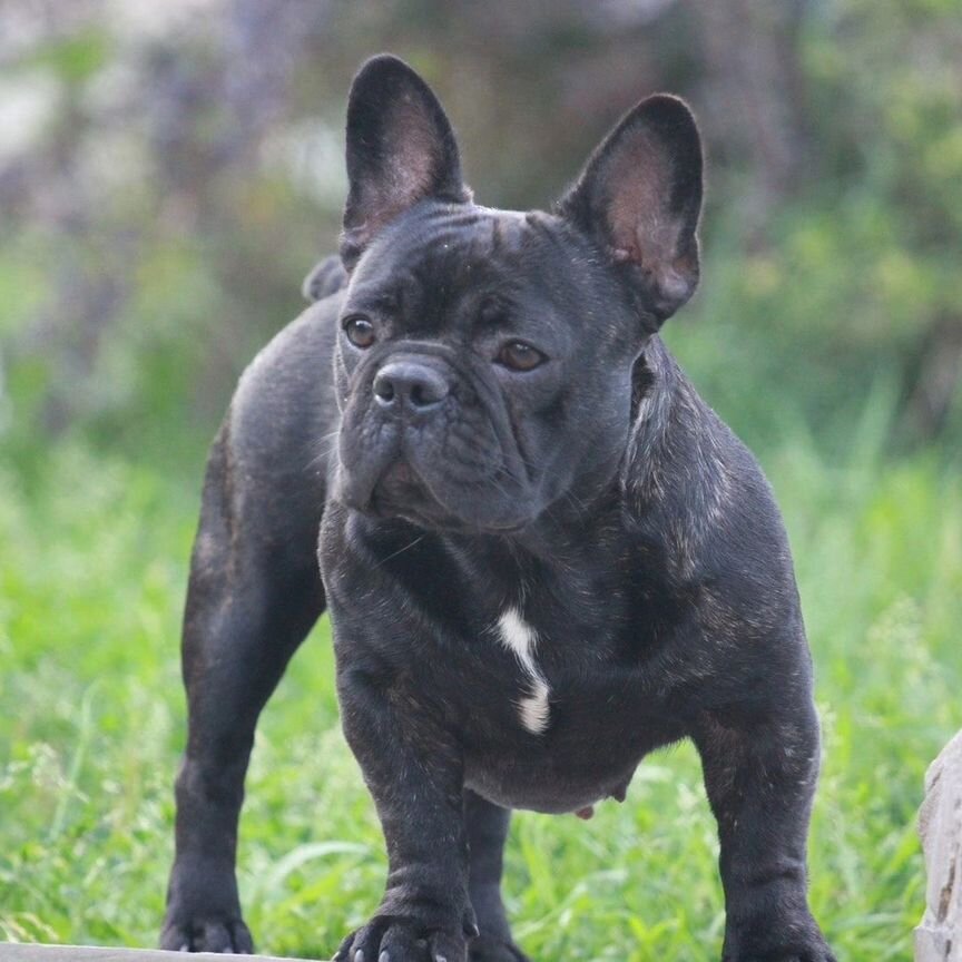 Французский бульдог взрослая сука