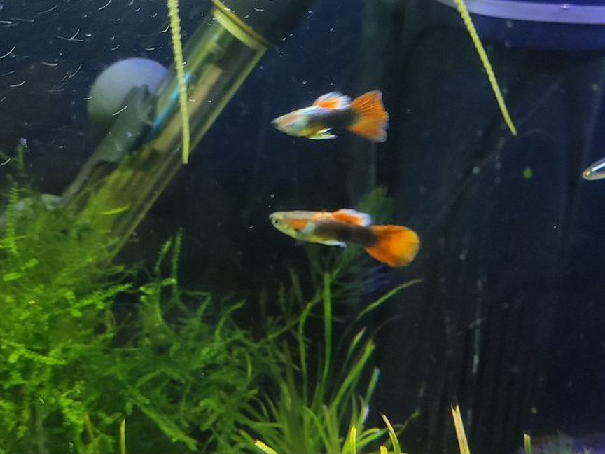 Гуппи берлинские самцы