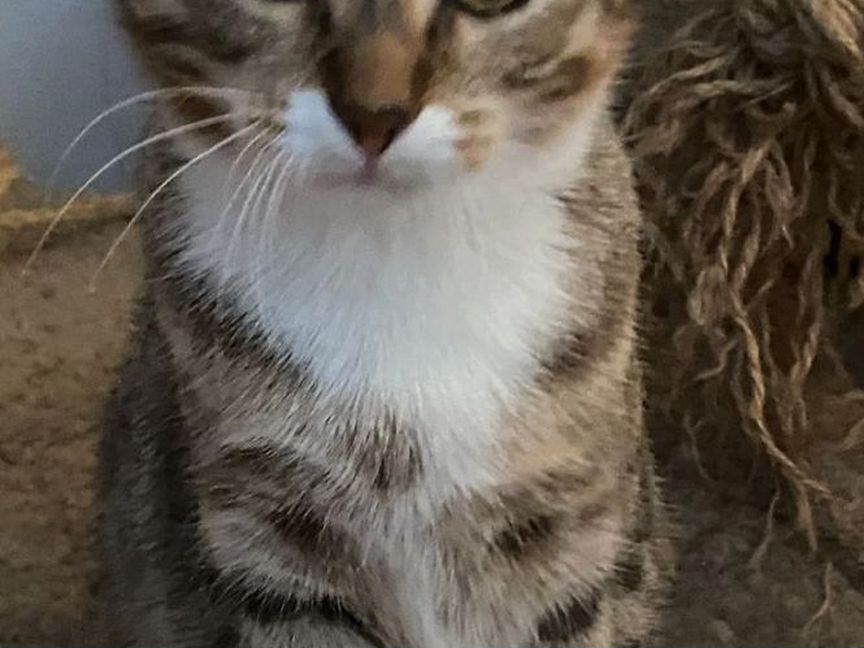 Котёнок, девочка, в добрые руки