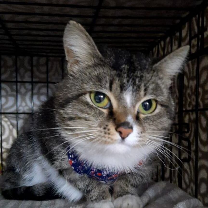 Взрослая, кошка в добрые руки