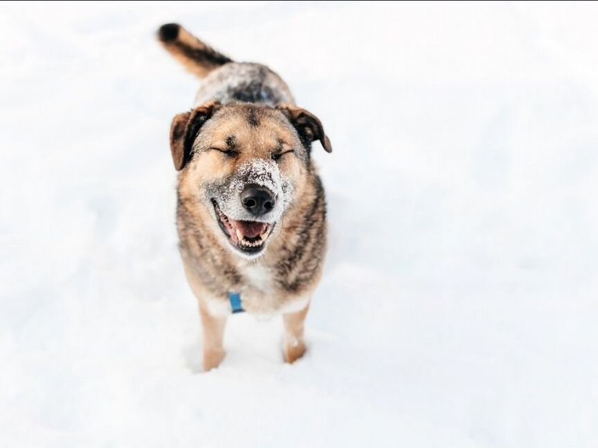 Собака в добрые руки отдам бесплатно