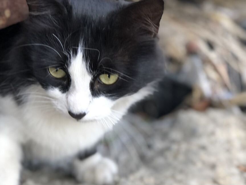 Найден кот в ошейнике