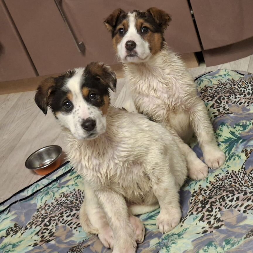 Московская сторожевая, щенок