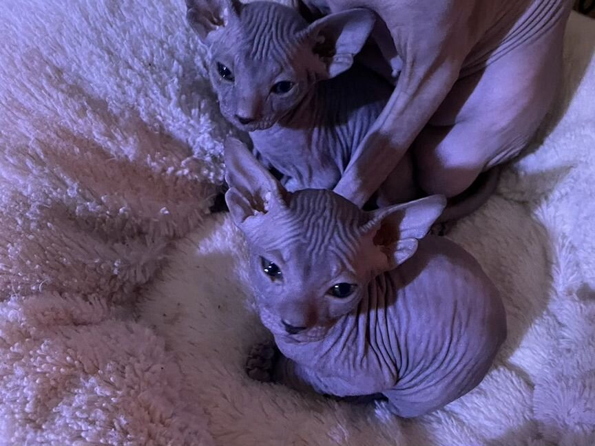 Донской сфинкс котята