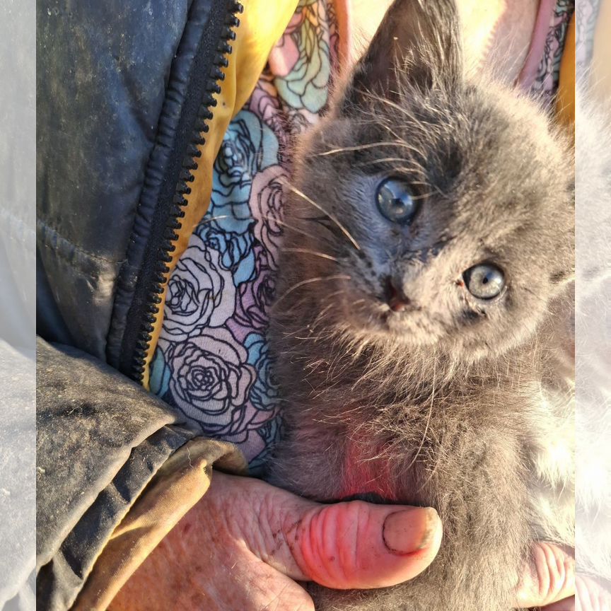 Котята