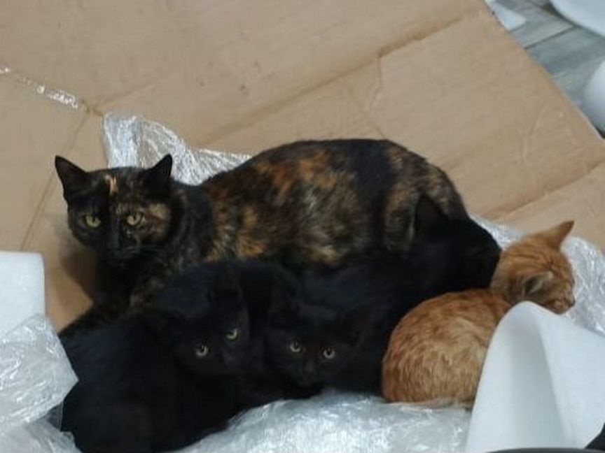 Кошка с котятами погибают