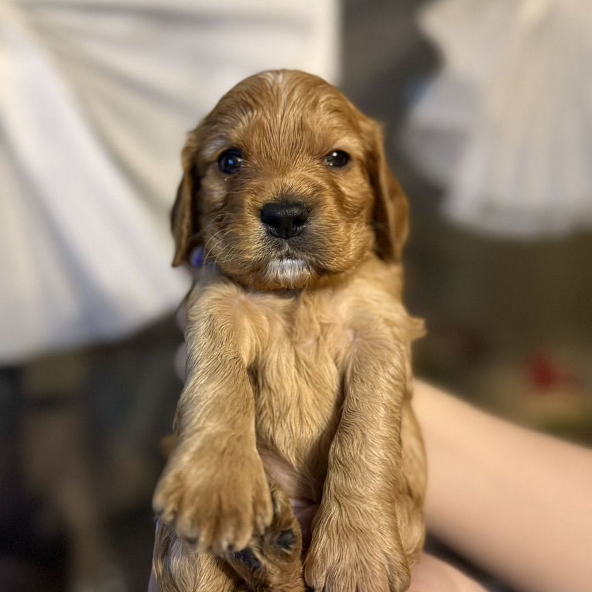 Английский кокер спаниель