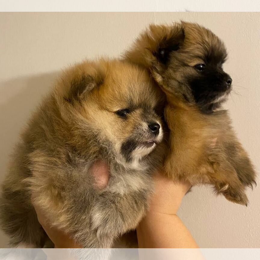 Померанский шпиц, щенок