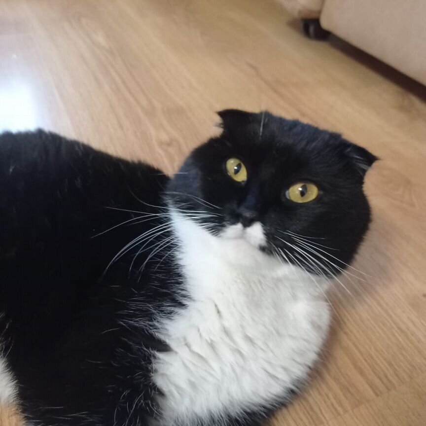 Котик в добрые руки