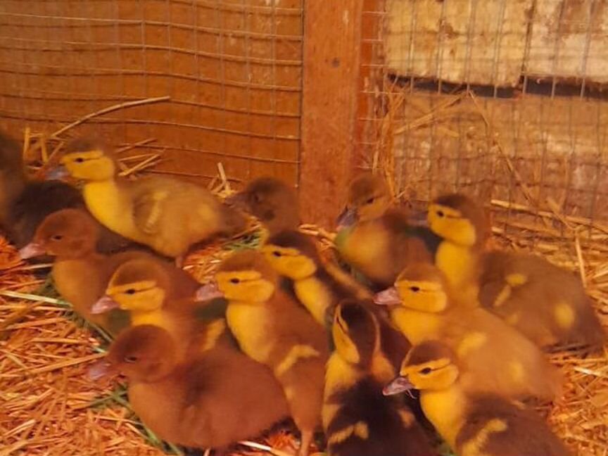 Продаю недельных утят мускусных пород