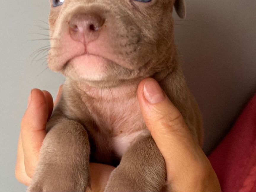 Американский булли classic