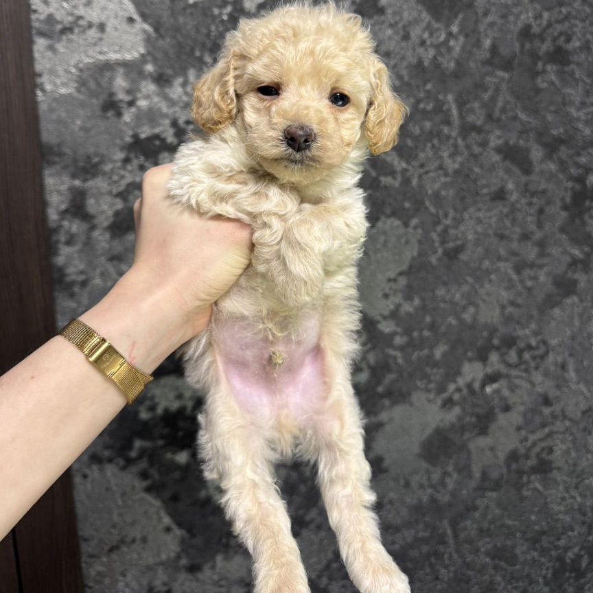 Мальтипу, щенок