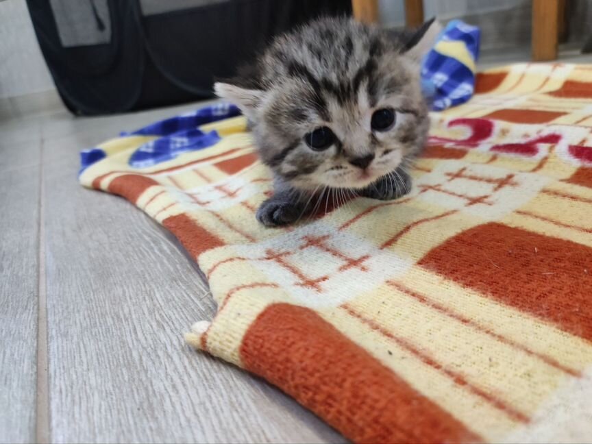 Шотландские котята