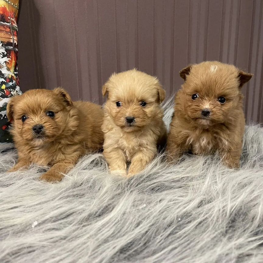 Мальтипу, щенок