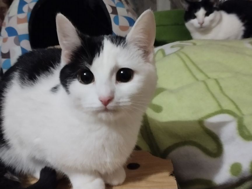 Котенок девочка ищет дом