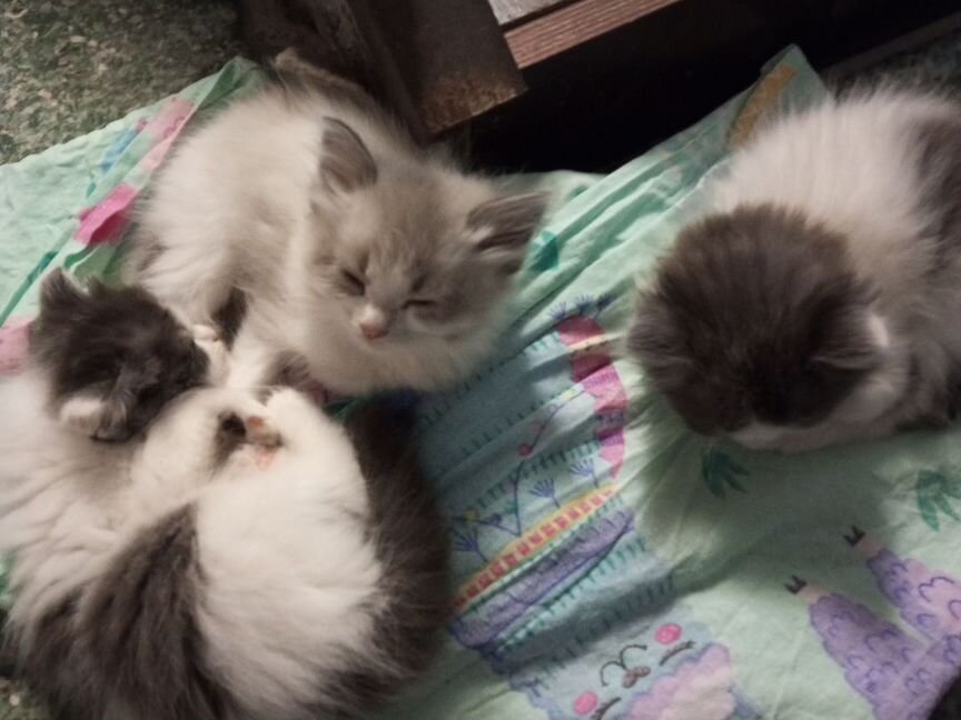 Котята в добрые руки