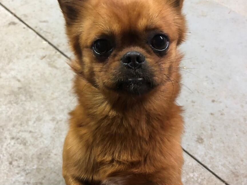 Чип из приюта ищет семью