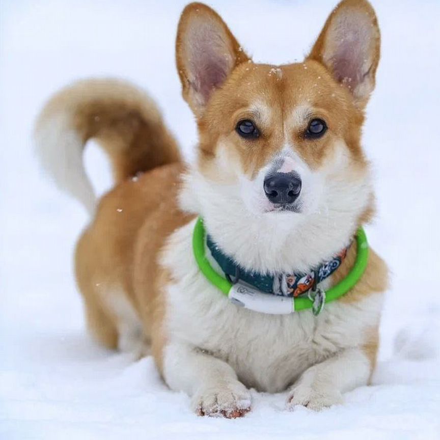 Вельш Корги Пемброк, вязка