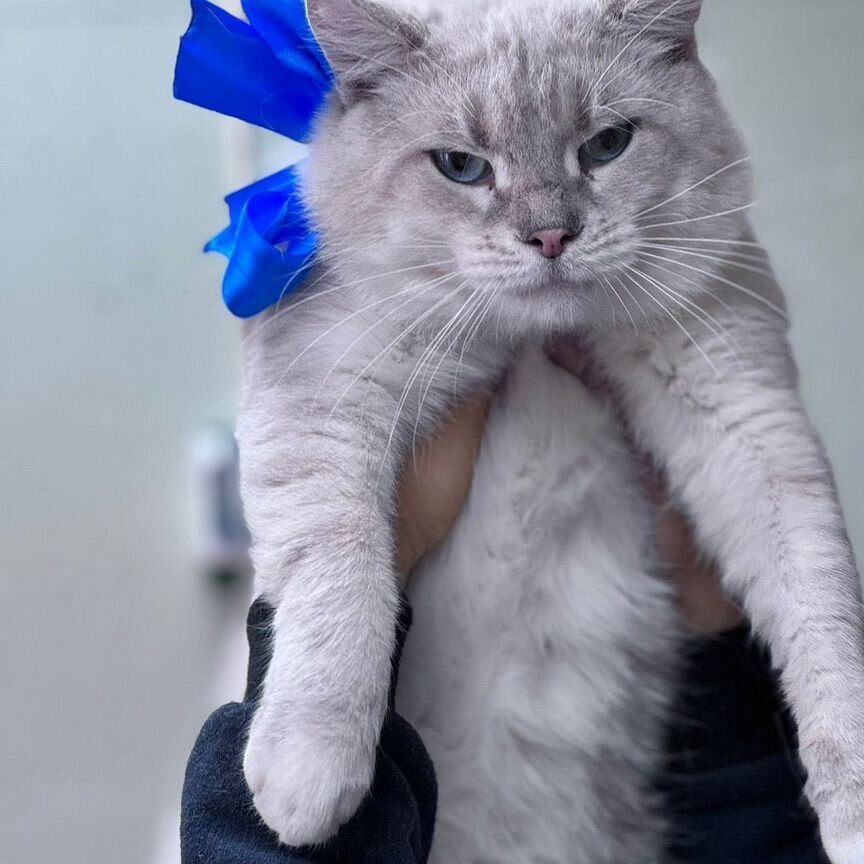 Кот в добрые руки