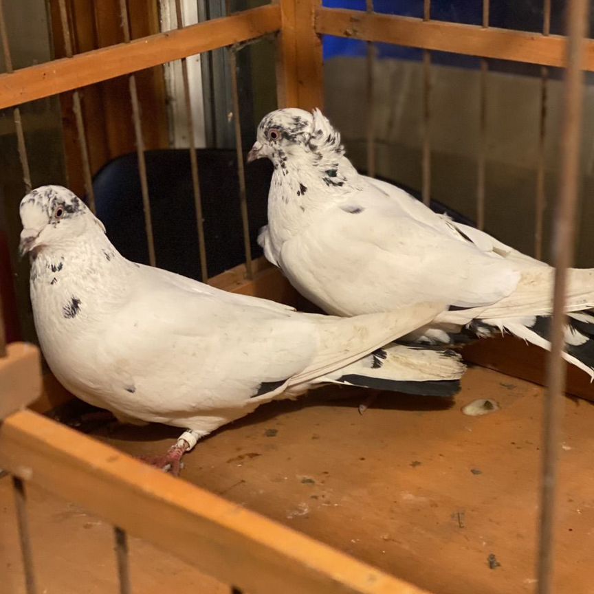 Бакинские голуби