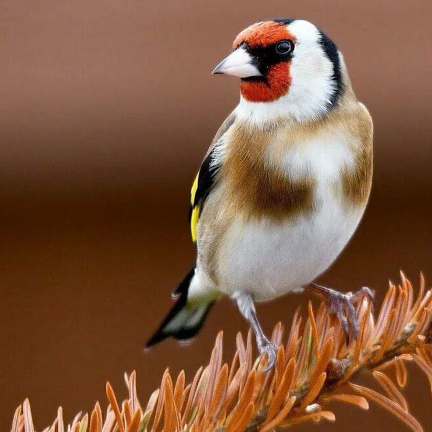 Чижи щеглы певчие птицы