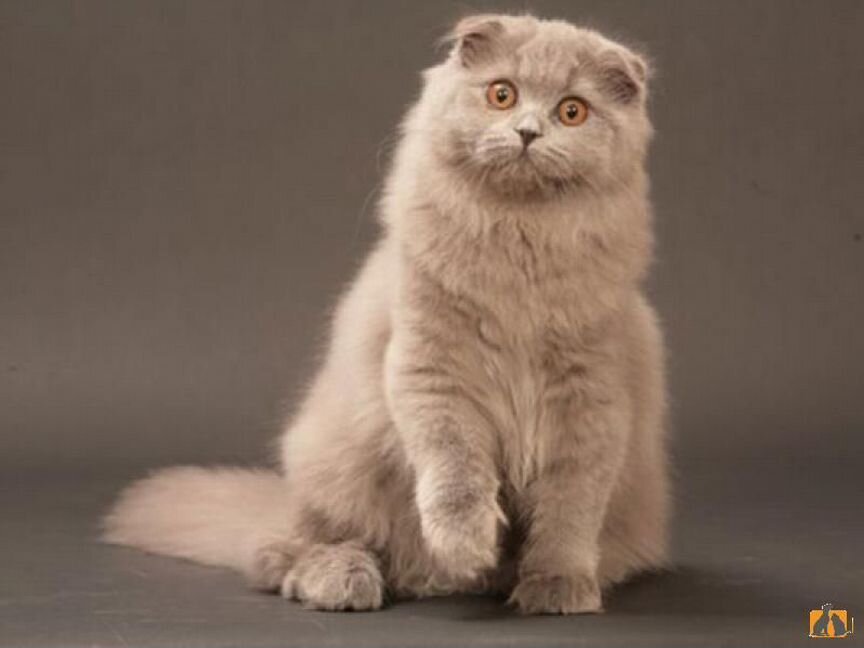 Шотландская котенок лиловая