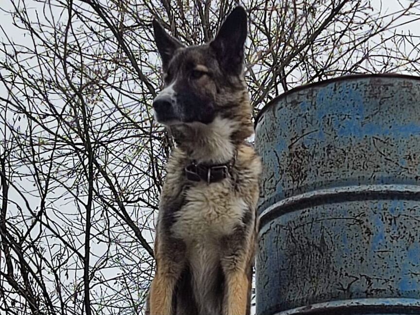 Веселый друг с интеллектом