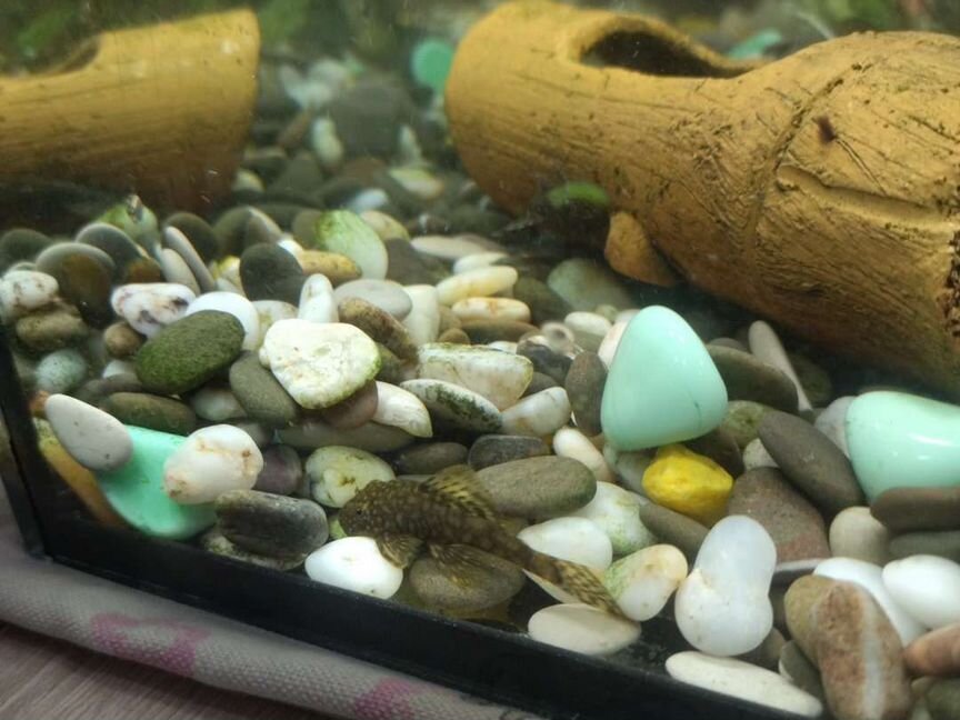 Аквариум+рыбки