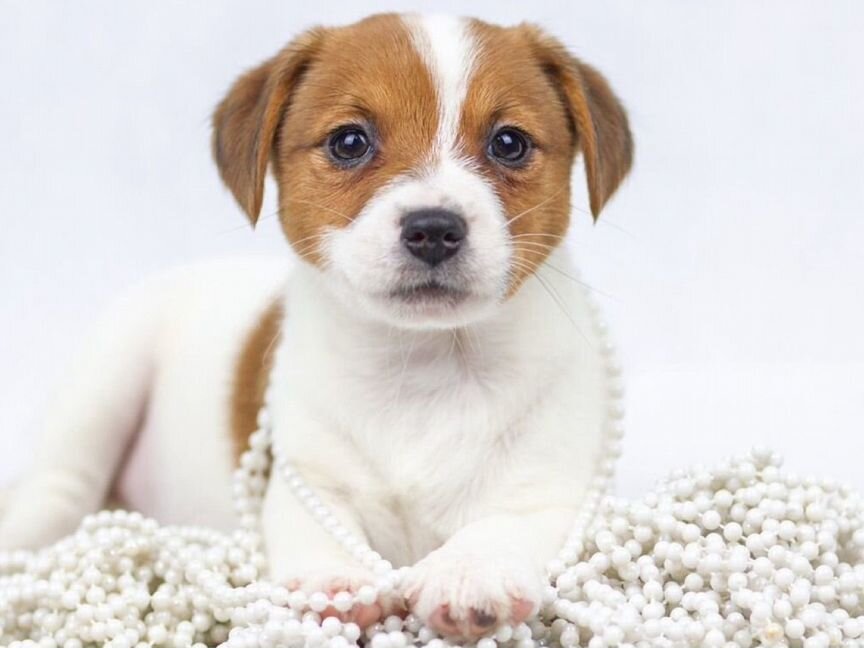 Девочки Джек Рассел Терьер