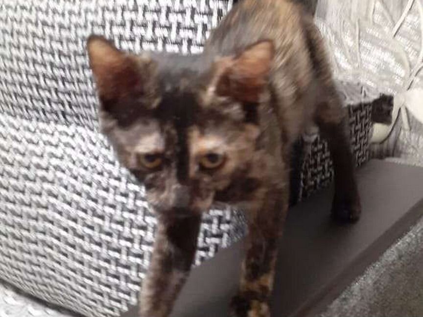 Муза котёнок
